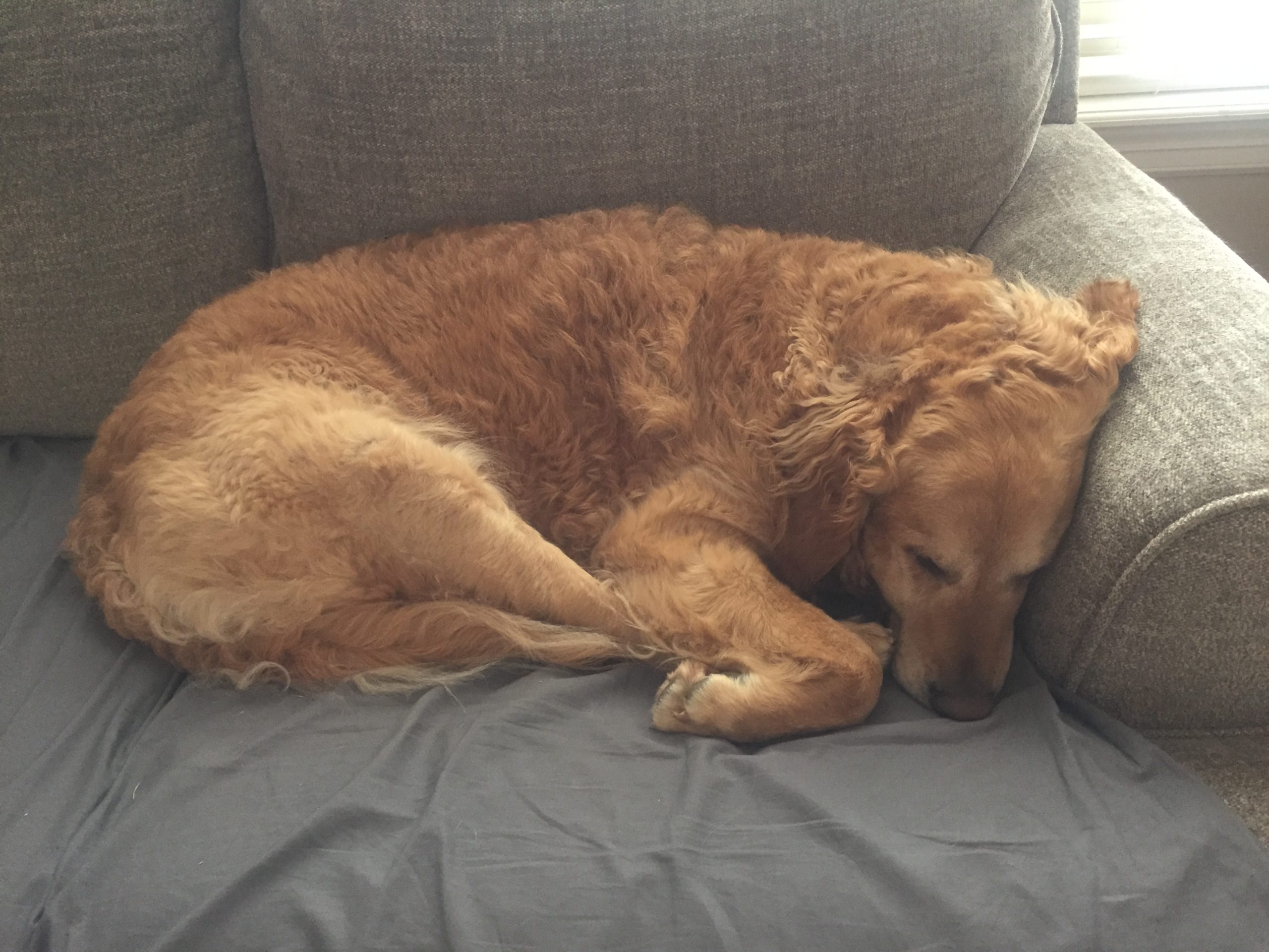 The Dog Days of…March? – Catapult Consulting – LLC
