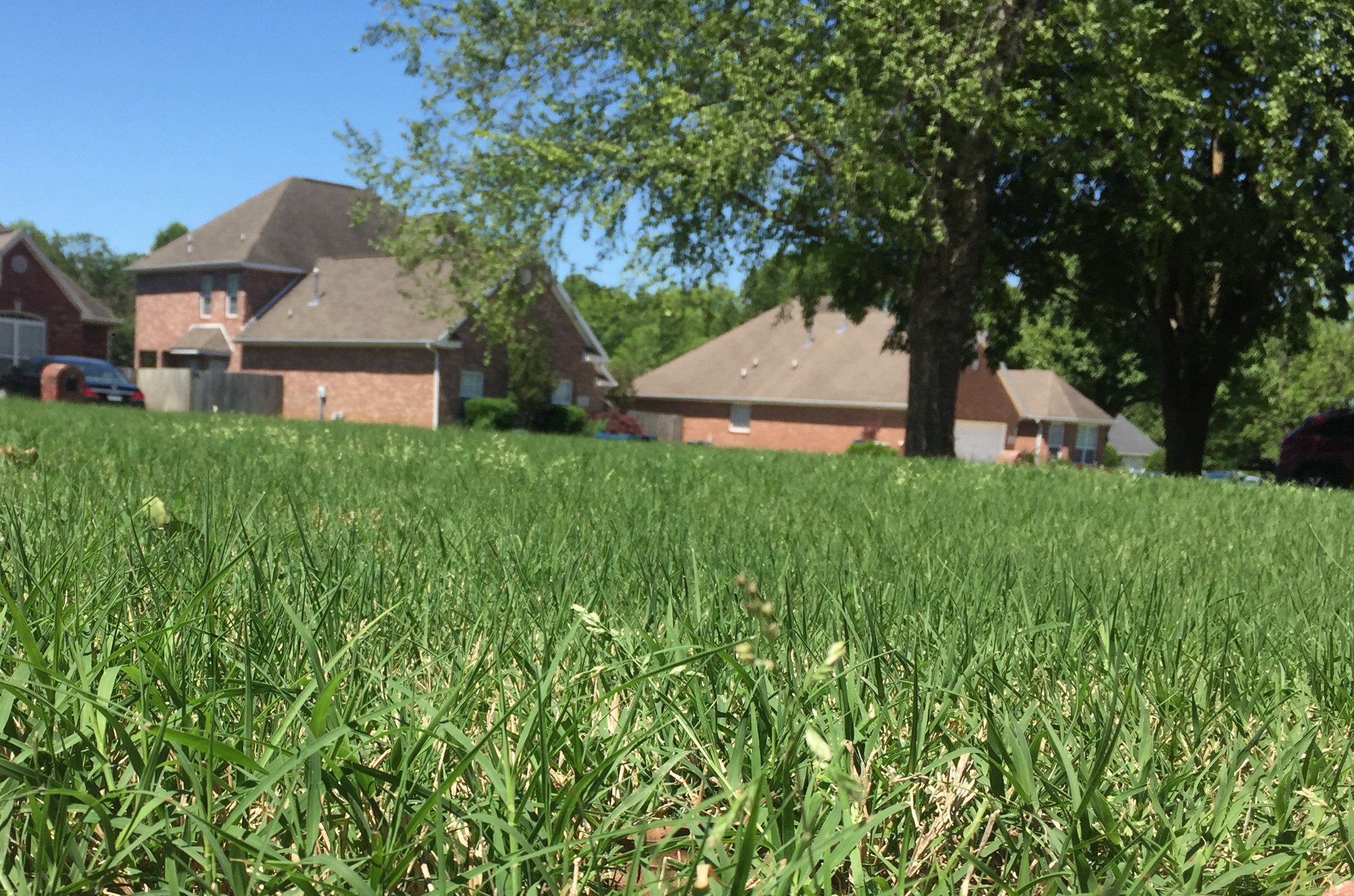 Watching the Grass Grow – Catapult Consulting – LLC